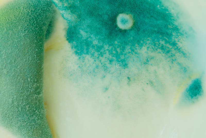 Blue mold stock image. Image of micro, fungal, fluffy - 91124879
