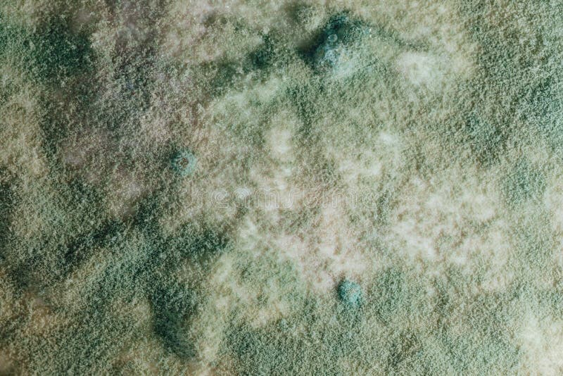 Blue mold background stock photo. Image of background - 214869726