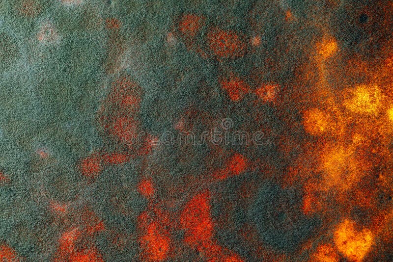 Blue Mold with Red Glow Light Stock Photo - Image of fungal, growth ...
