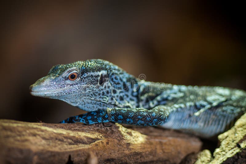 Blue Monitor Lizard Portrait Stock Image - Image of black, beauty ...
