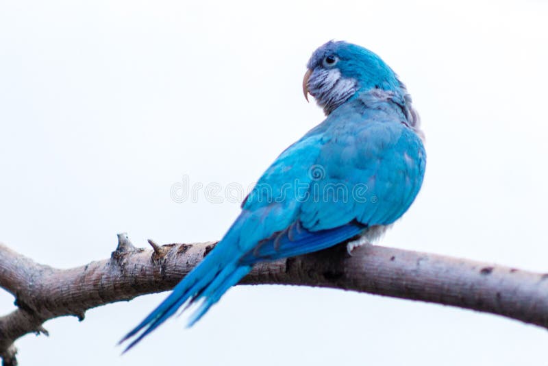 343 Blue Monk Parakeet Stock Photos - Free & Royalty-Free Stock Photos ...