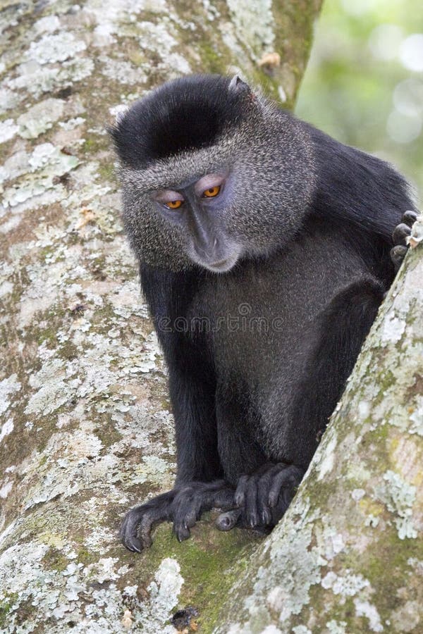 Blue monkey. stock photo. Image of mammal, safari, africa - 14303864