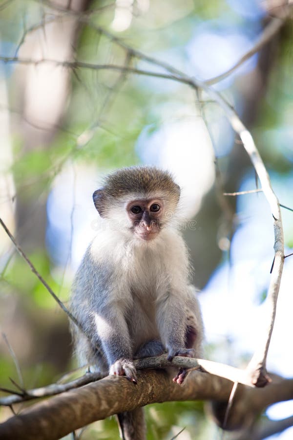 Blue Monkey stock image. Image of cercopithecus, environment - 19091517