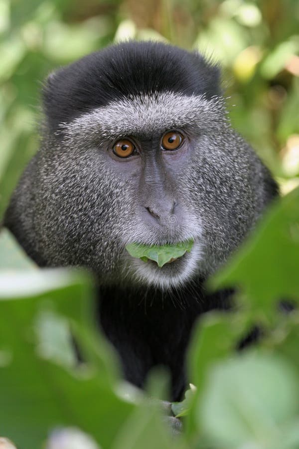Blue Monkey stock photo. Image of primate, portrait, stare - 1955614