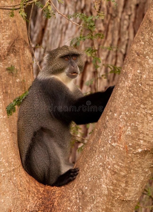 Blue Monkey stock image. Image of africa, blue, branch - 24919343