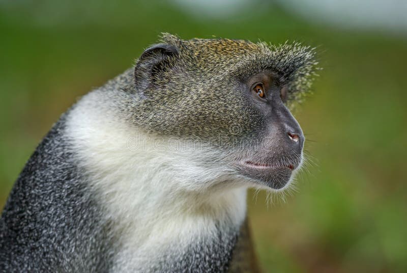Blue Monkey - Cercopithecus Mitis Stock Photo - Image of ethiopia ...