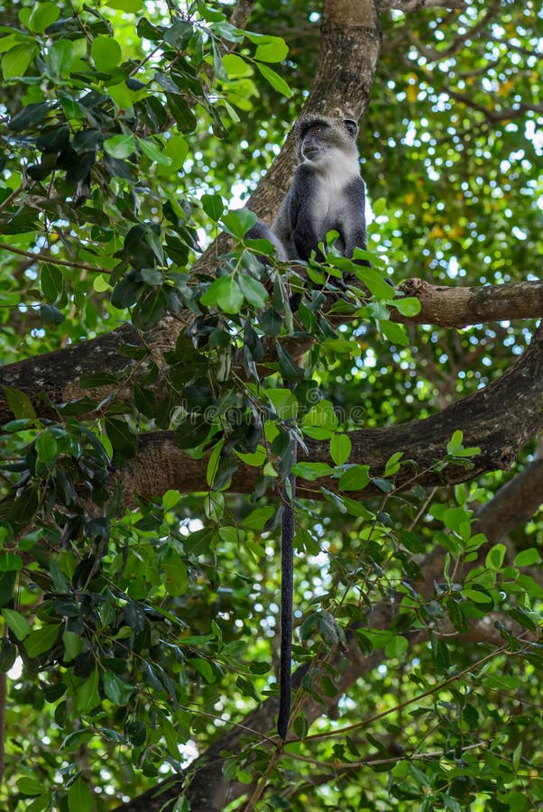 Blue Monkey - Cercopithecus Mitis Stock Photo - Image of eyes, congo ...