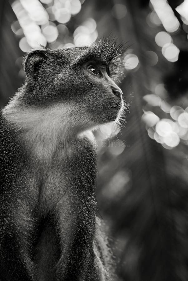 Blue Monkey - Cercopithecus Mitis Stock Image - Image of beautiful ...