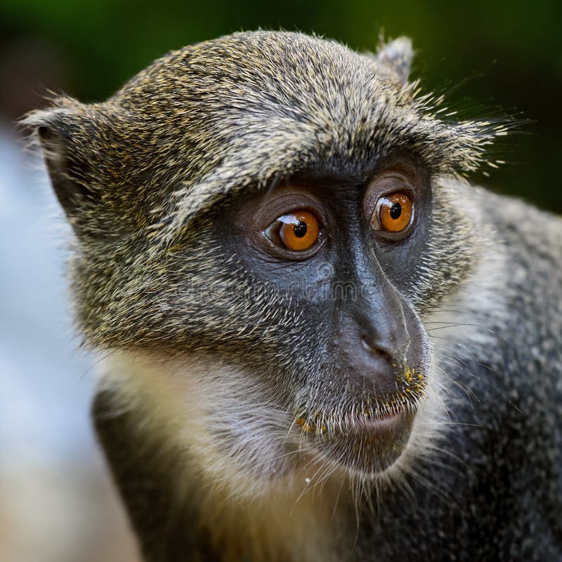 Blue Monkey - Cercopithecus Mitis, Kenya, Africa Stock Image - Image of ...