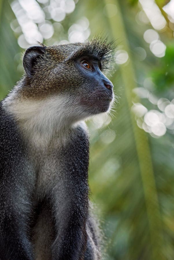 Blue monkey. stock photo. Image of mammal, safari, africa - 14303864