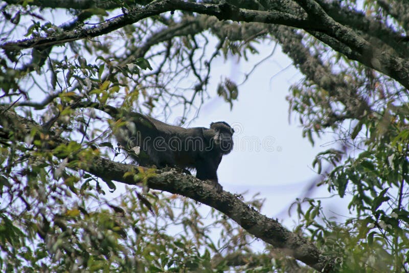Blue Monkey, Cercopithecus Mitis, on a Rainforest Tree Stock Photo ...