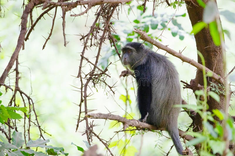Blue Monkey or Diademed Monkey (Cercopithecus Mitis Stock Image - Image ...