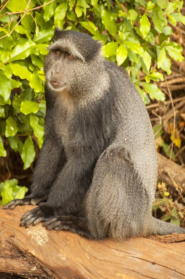 The Blue Monkey or Diademed Monkey Cercopithecus Mitis, Nogorongoro ...