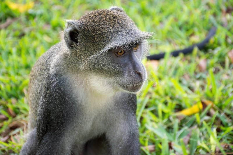 Blue Monkey in Kenya Near Diani Beach Coast. Cercopithecus Mitis Stock ...