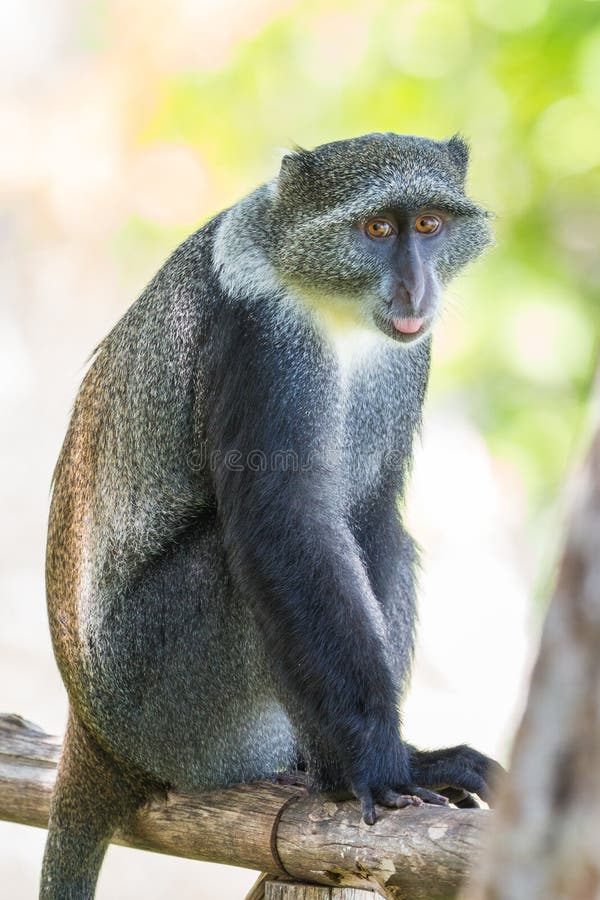 Blue Monkey stock photo. Image of intelligence, tropical - 38367364