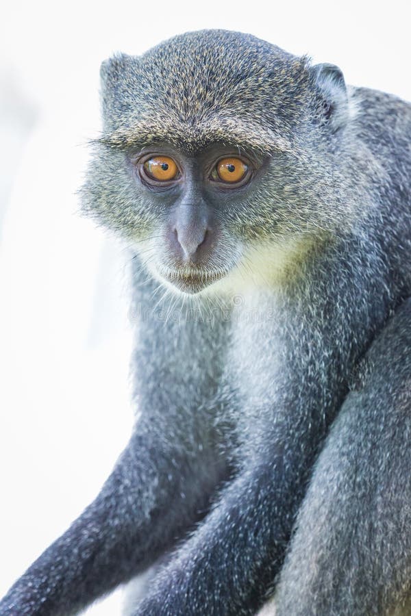 Blue Monkey stock photo. Image of evolution, animal, tropical - 38367366