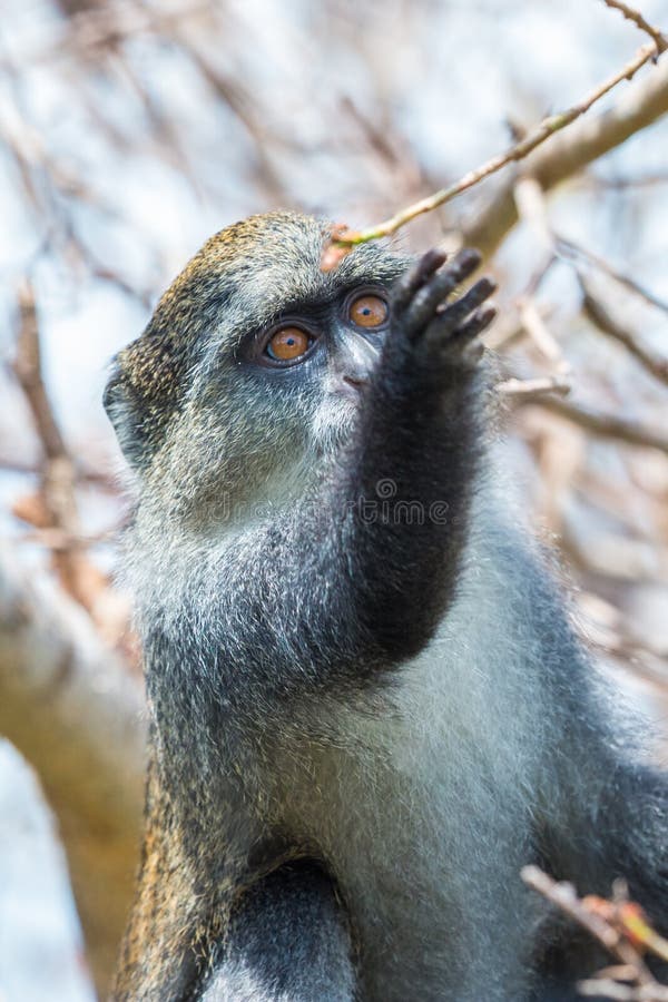 Blue Monkey stock image. Image of africa, mother, darwin - 38367383