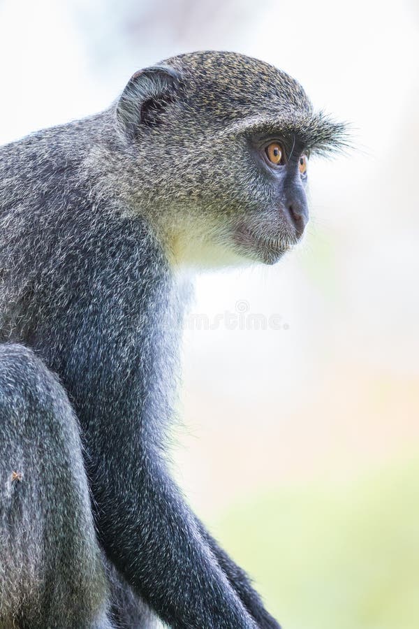 Blue Monkey stock photo. Image of animal, africa, black - 38367426