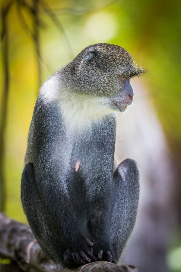 Blue Monkey stock image. Image of africa, mother, darwin - 38367383