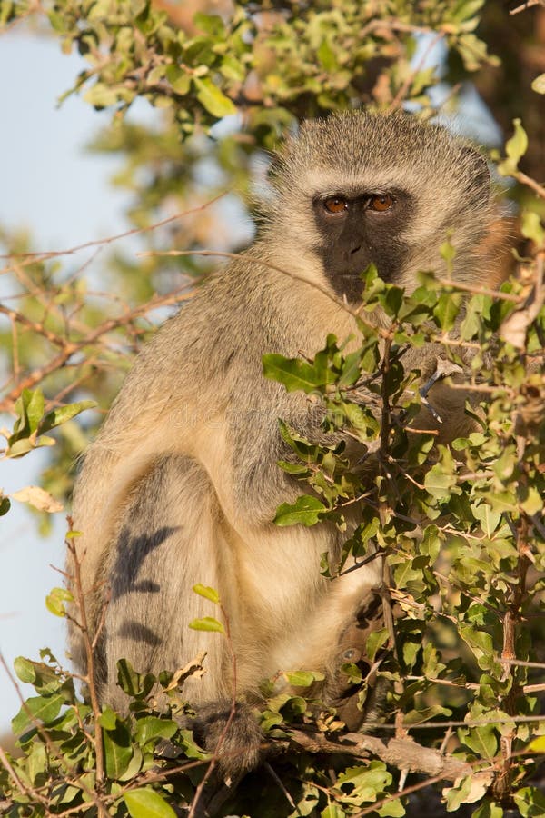 Blue Monkey staring stock photo. Image of large, animals - 75848680