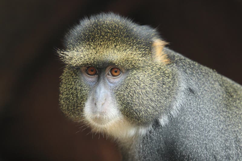 Blue monkey stock image. Image of cercopithecus, tongue - 34179309