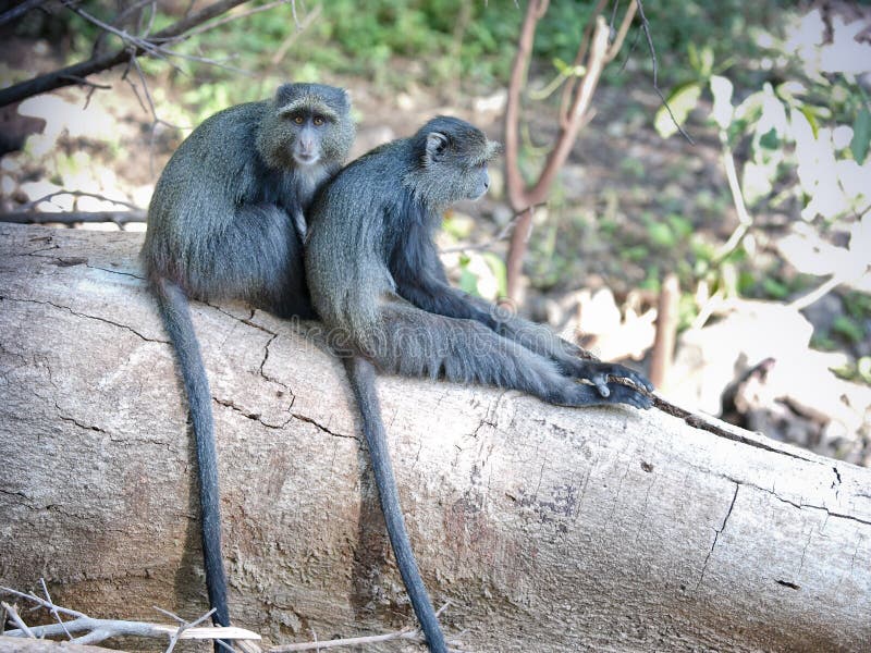 Two Affectionate Monkeys Sitting on Tree, Hugging Each Other Stock ...