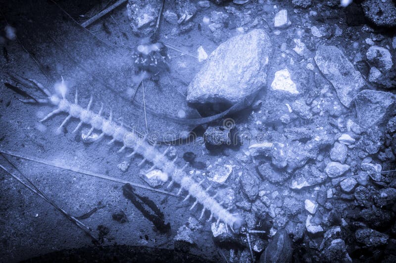 Blue Monochrome of a Poisonous Centipede Stock Photo - Image of hunting ...