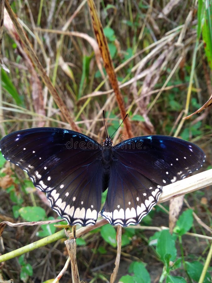 995 Butterfly Moon Photos - Free & Royalty-Free Stock Photos from ...