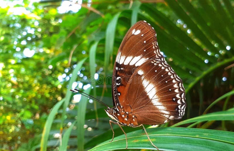 A Blue Moon Butterfly Standing on a Leaf Stock Image - Image of ...