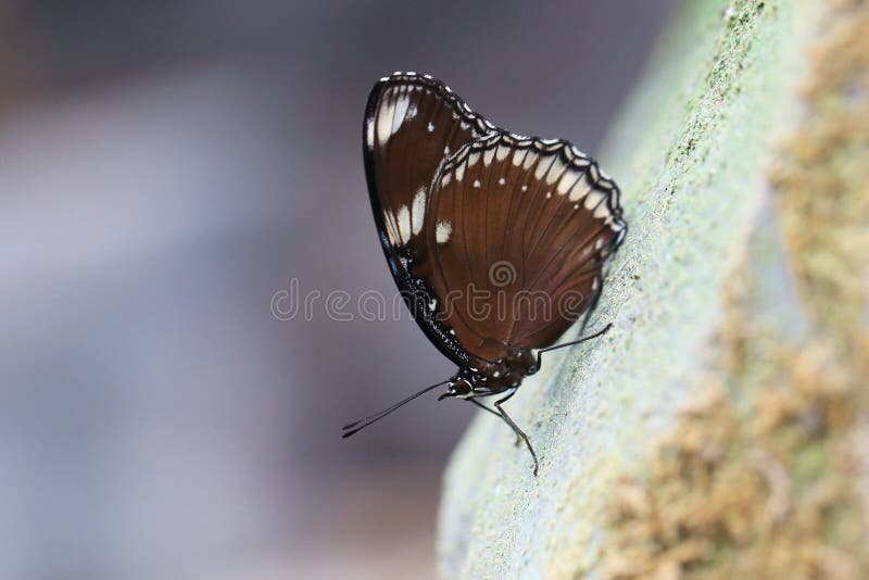Blue moon butterfly stock image. Image of great, aninal - 261177947