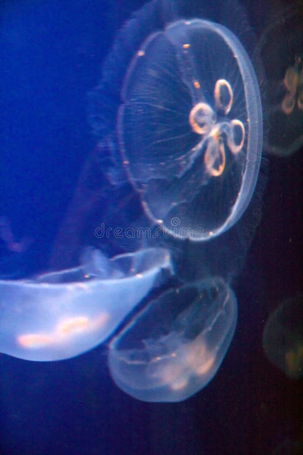 Blue Moon Jellyfish stock image. Image of bell, dark - 12212441
