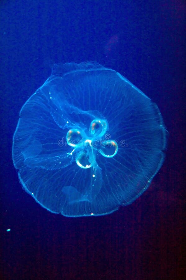 Moon Jellyfish stock photo. Image of ocean, jellyfish - 7405272