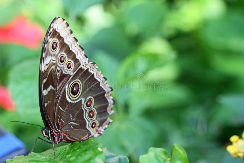 Morho Butterfly Stock Photos - Free & Royalty-Free Stock Photos from ...