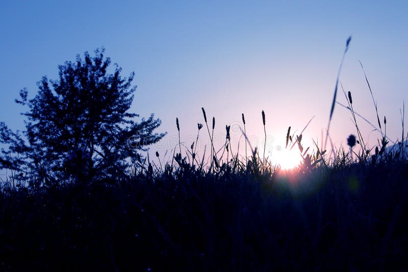Blue morning stock photo. Image of flower, ealry, mountains - 670
