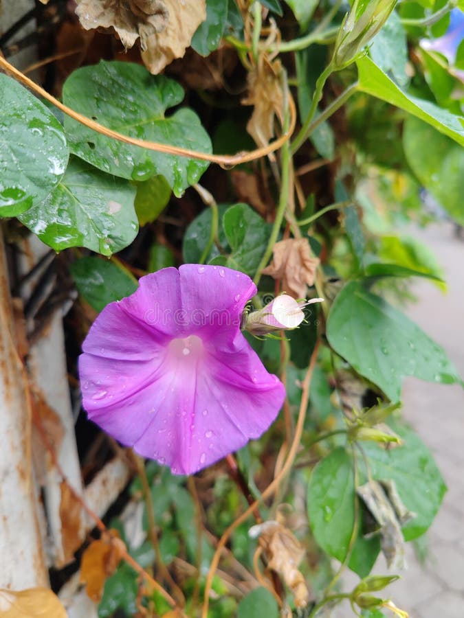 Blue Morning Glory Flower Ipomoea Indica Stock Photo - Image of ipomoea ...