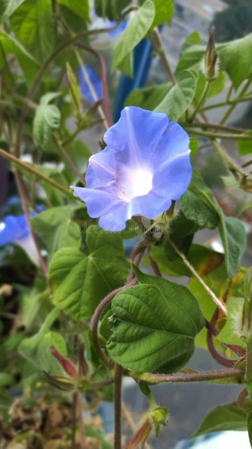 Blue Morning Glory or Koali Awa or Ipomoea Indica Flower Closeup Stock ...