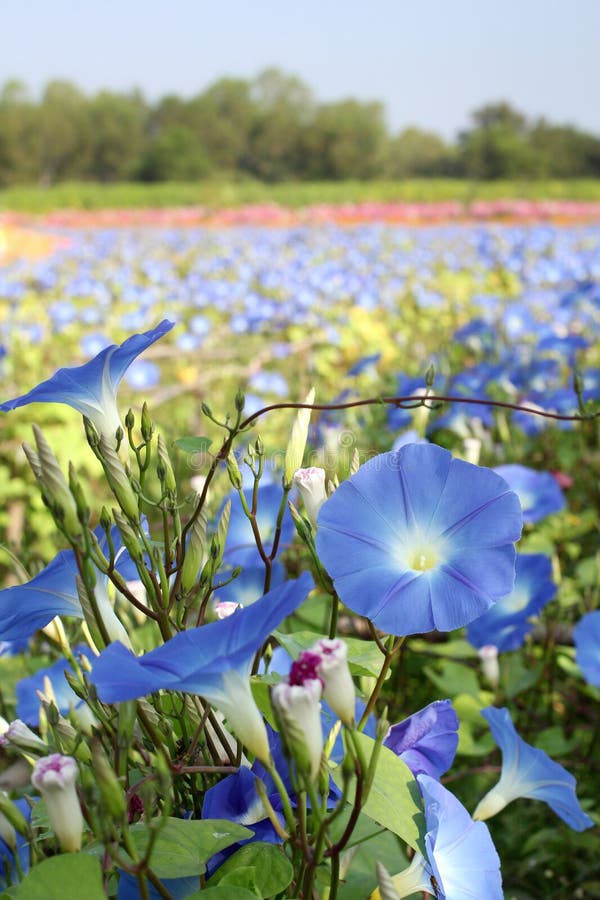Blue morning glory flowers stock photo. Image of bloom - 36875656