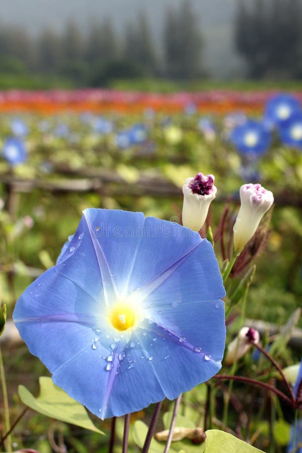 Blue morning glory flowers stock image. Image of blossom - 36510709