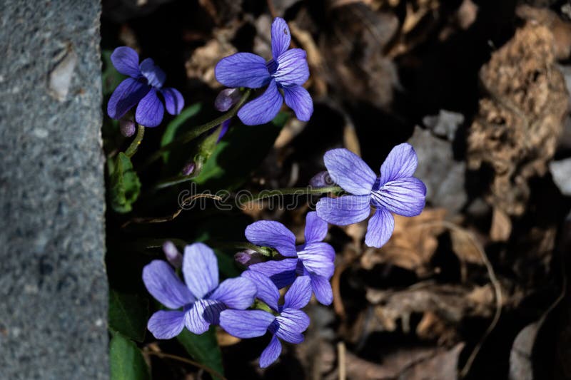 Blue morning glory stock photo. Image of green, wildflower - 369789650