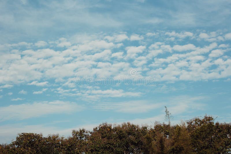 Blue Morning stock image. Image of leaf, summer, beauty - 78356859