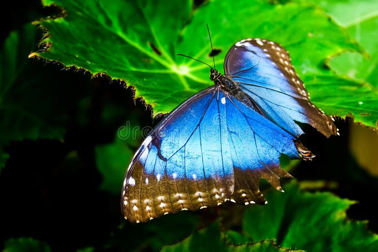 Blue Morph stock photo. Image of morph, fain, blue, forest - 12857606