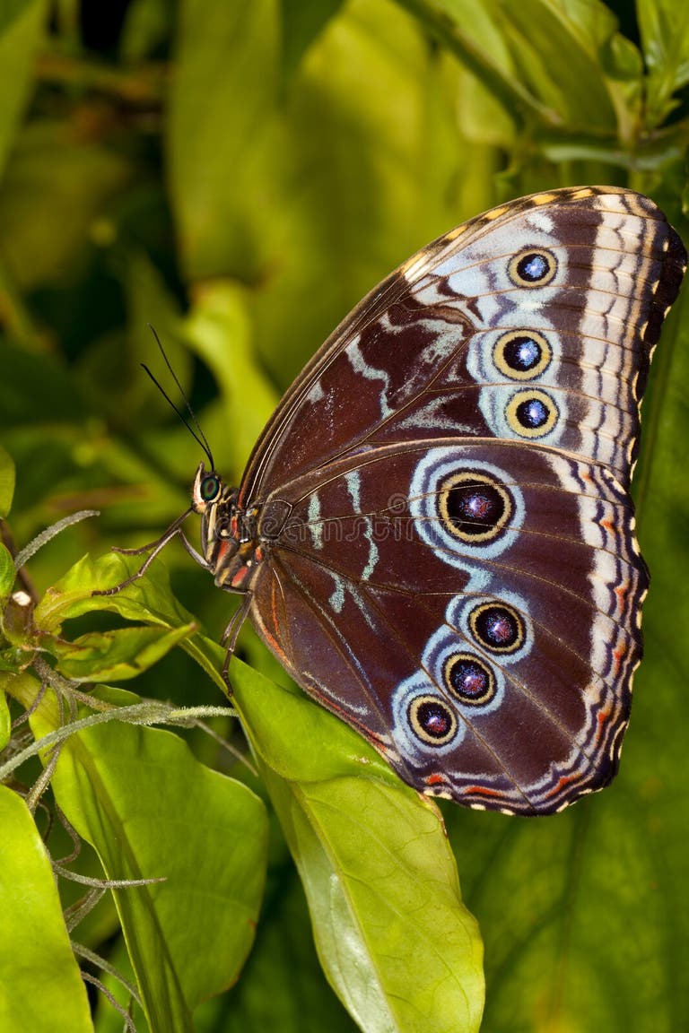 512 Morph Butterfly Stock Photos - Free & Royalty-Free Stock Photos ...