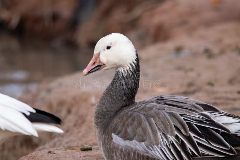 A Blue Morph Snow Goose in Utah Stock Photo - Image of morph, goose ...
