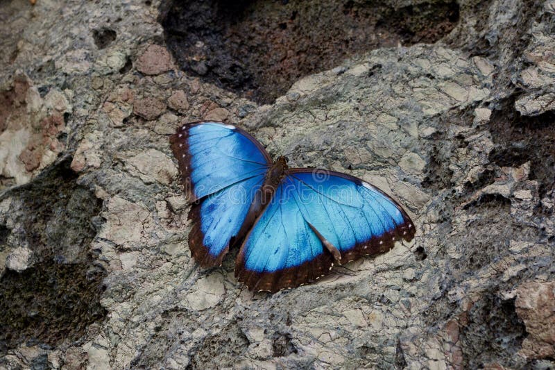 Blue Morphio Butterfly, University of Alberta Botanical Gardens ...