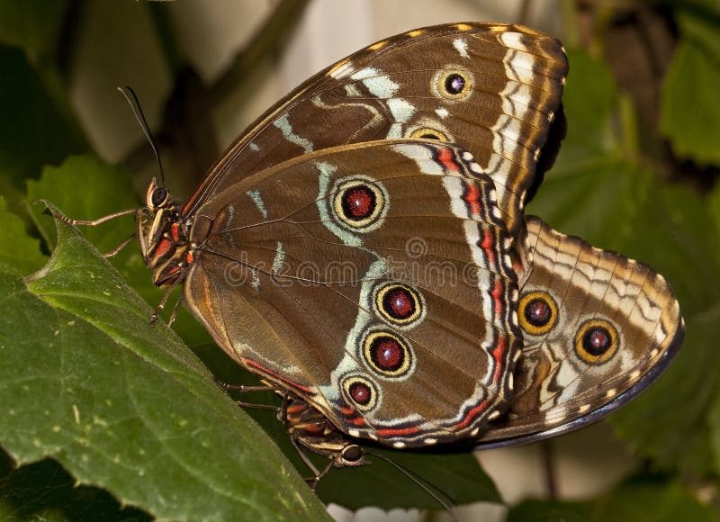 Morpho butterfly stock photo. Image of butterfly, legs - 12425822