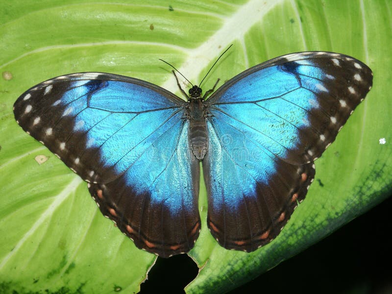 Spring Azure Butterfly