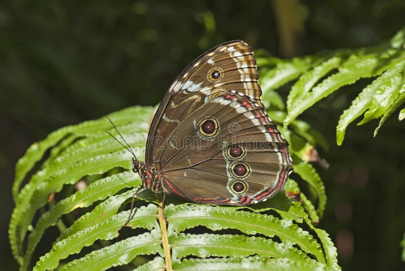 Blue morpho butterfly stock image. Image of beauty, insect - 15409499