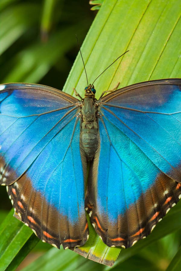 Blue Morpho Butterfly stock photo. Image of spring, animals - 16039422