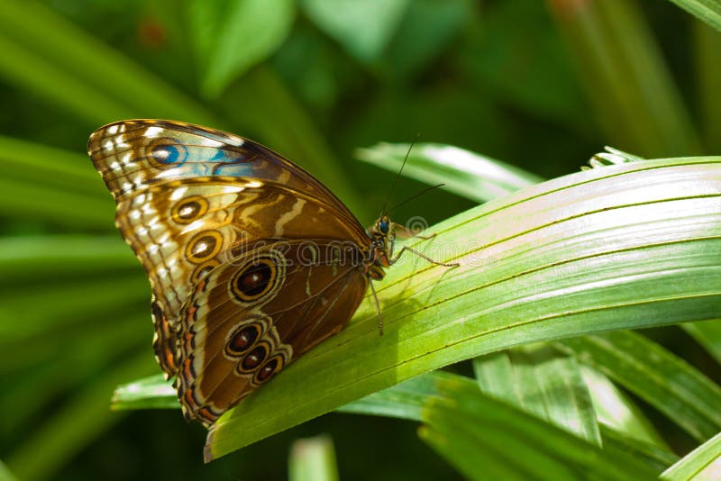 Blue Morpho Butterfly stock photo. Image of fragility - 16039476