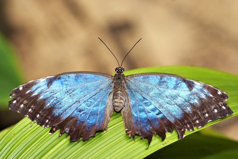 Blue Morpho Butterfly stock image. Image of tropical - 21164177
